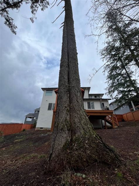 Tree Risk Assessment Axe Contracting