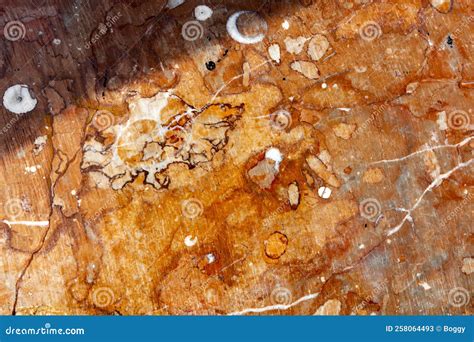 Red Fossiliferous Limestone Stock Image Image Of Geology Geological 258064493