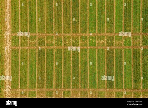 Aerial Image Of Agricultural Test Plots With Different Sorts Of Cereal