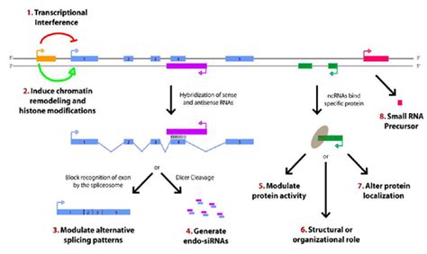Lncrna调控机制及研究策略 联科生物