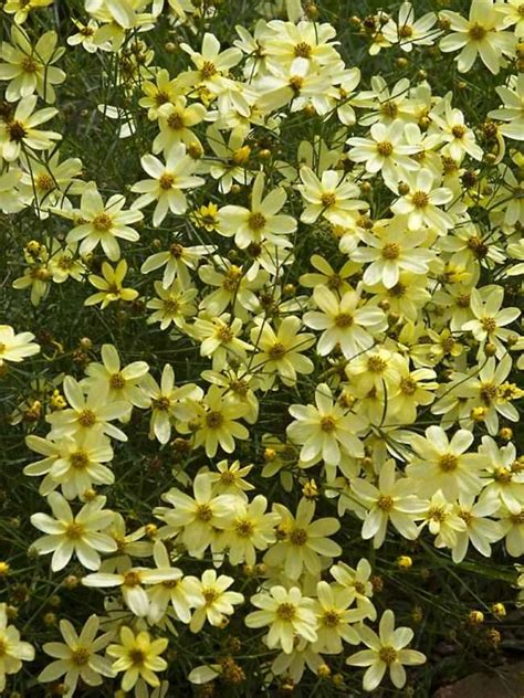Moonbeam Coreopsis A Complete Guide To Growing And Caring For This