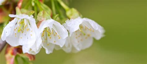 Flowering Cherry Covered With White Snow Spring Background Stock
