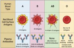 Human Red Cell Antigens Wikipedia