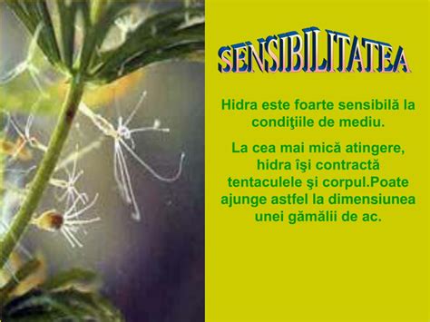 Ppt Celenterate Powerpoint Presentation Free Download Id2975479