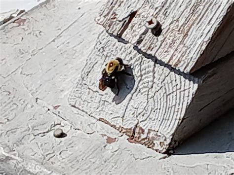 A Beautiful Spring Bumblebee By Ladybird413 On Deviantart