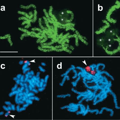 localization of nucleolar organizer regions nors in chromosomes of