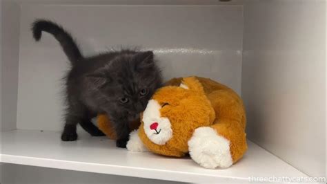 Shelter Kitten With Calmeroos Kitty Youtube