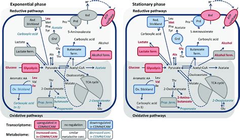 Overview Of Adaptation Of Reductive And Oxidative Pathways In C