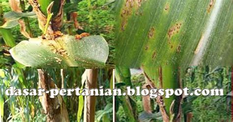 Cara Mengendalikan Penyakit Pada Tanaman Jagung Saung Petani