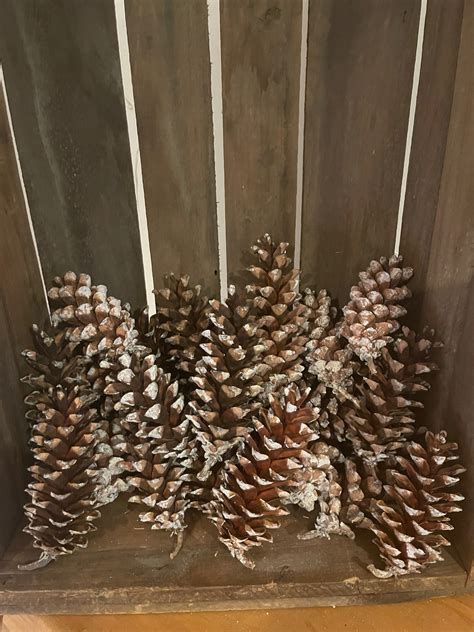 Fresh From Maine Gorgeous White Pine Pinecones Etsy