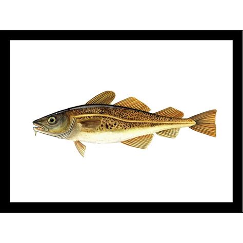 Atlantic Cod Graphic Art Print Poster Posters Art Prints Atlantic