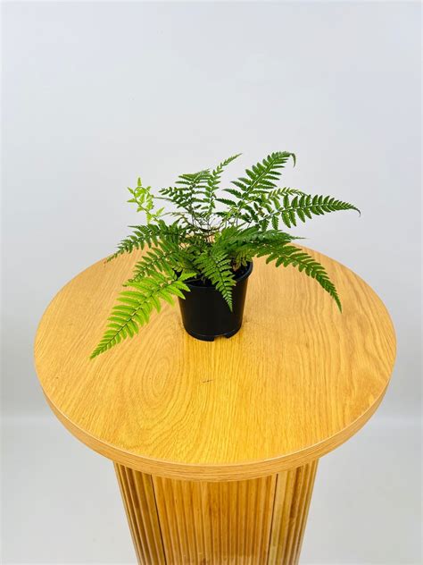 Polystichum Tsussimense Korean Rock Fern Uprooted Buy Plants Online Australia