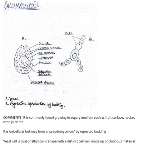 Cbse Class 11 Biology Practical Examination 2023 24