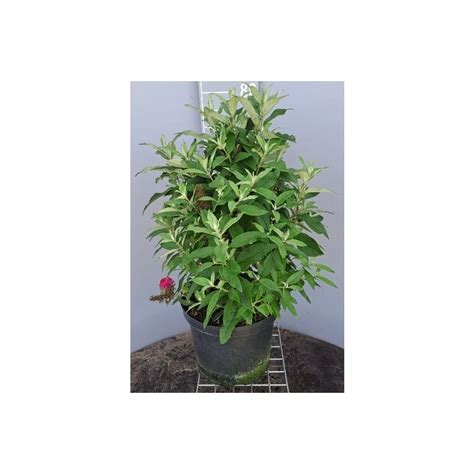 Buddleja Butterfly Candy Little Ruby Vlinderstruik Eenvoudig En Snel Online Bestellen