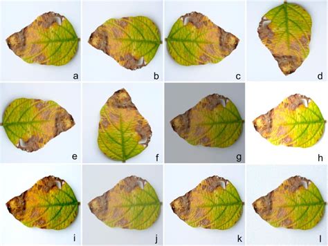 Impact Of Dataset Size And Variety On The Effectiveness Of Deep Learning And Transfer Learning