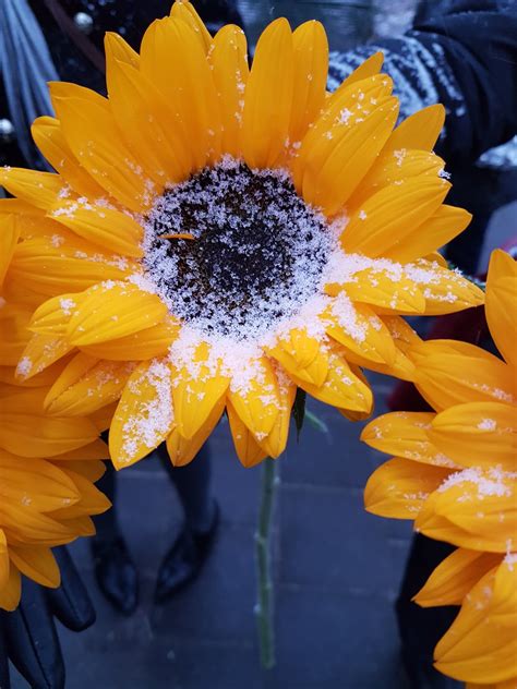 Creatoonkkoor Abcoude Afscheid Van Thea Smit