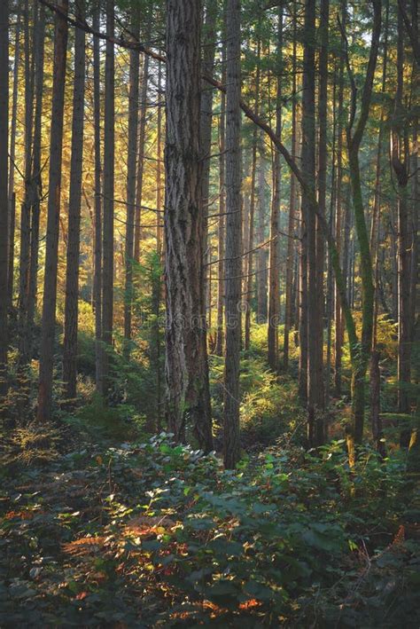 Vertical Of Morning Light Passing Through Trees Stock Image Image Of