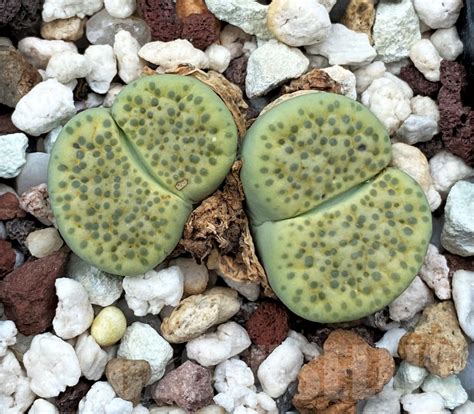 Shpr12300 Lithops Fulviceps V Aurea Cactus Online