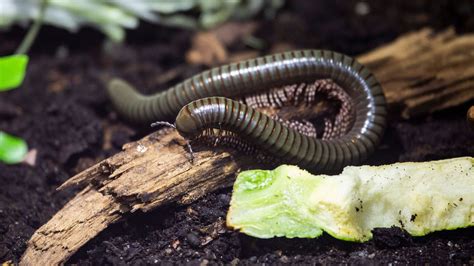 Giant African Olive Millipede Korkeasaari All For One