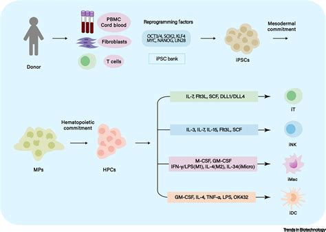 Induced Pluripotent Stem Cell Derived Engineered T Cells Natural