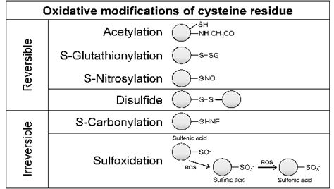 Oxidative Post Translational Modification Of Cysteine Residues In