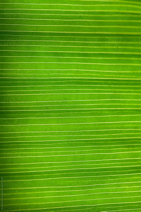 Banana Leaf Texture