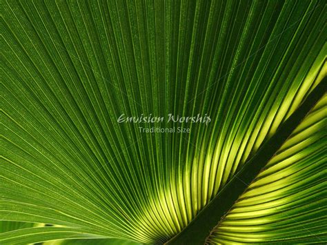 Palm Sunday Background Powerpoint Fresh Palm Branch On Purple