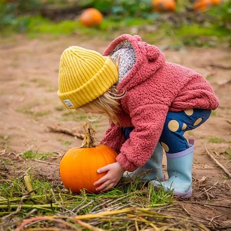 Pumpkin Picking