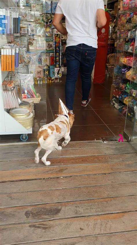 מקלות סוכריה נייר דחוס צבעוני Babaloon בבלון המרכז לציוד מסיבות