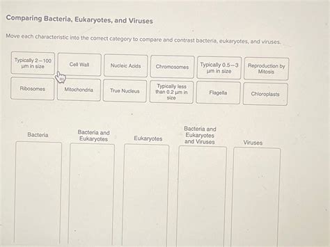 Solved Comparing Bacteria Eukaryotes And Virusesmove Each