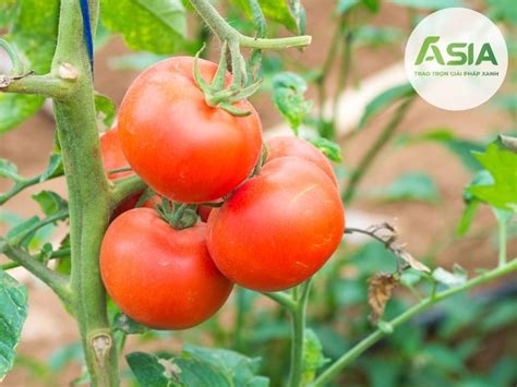 Nguồn Gốc Và đặc điểm Thực Vật Của Cây Cà Chua Asia Trao Trọn Giải