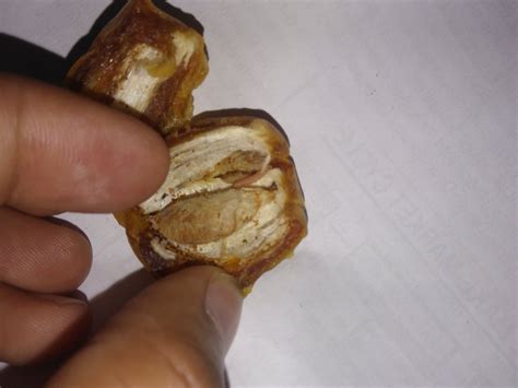 Live Bug Inside Lion Arabian Dates Pespro