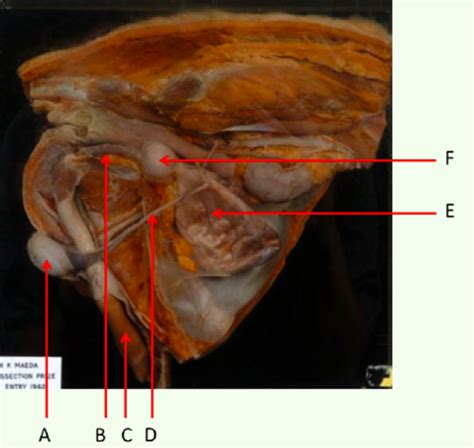Male Repro Anatomy Flashcards Quizlet