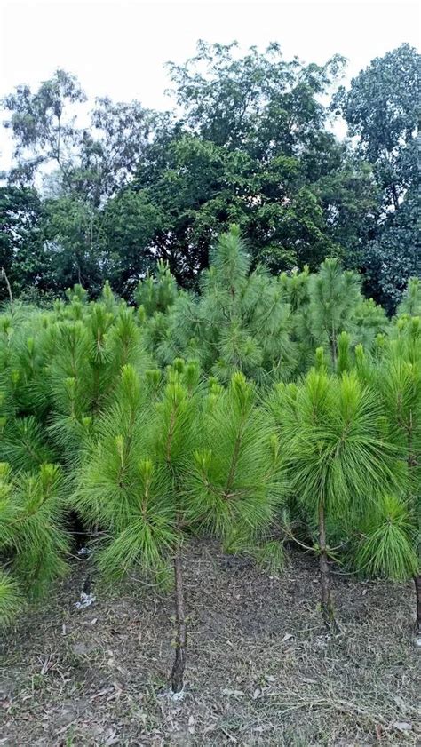 Clay Green Cheed Tree At Rs 250 Piece In Corbett Id 2851860525291