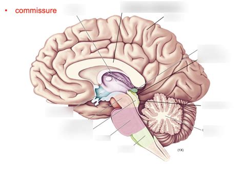 Sagittal View Diagram Quizlet