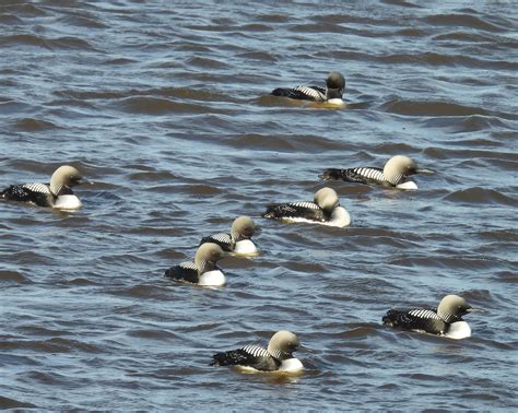 Churchill And Southern Manitoba Trip Report June 2024 Eagle Eye Tours