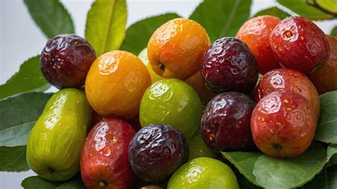 Bienfait Du Jujubier Pleurette