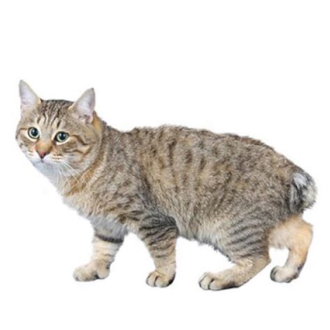 Japanese Bobtail Long Hair Cat Breed Information Purina