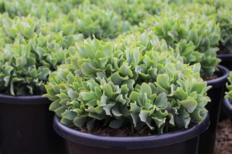 Crassula Undulata Ripple Jade Peek Garden