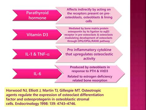 Osteoblast Osteoclast Activity Pptx