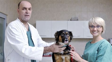 Navta Approved Veterinary Assistant Program Fall 2019 Chicago Il Patch