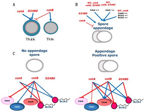 Clostridium Difficile Spore Stain