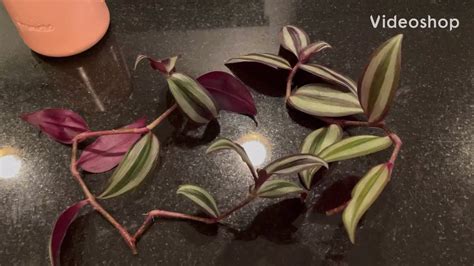 Propagating Wandering Dude At Roger Storey Blog