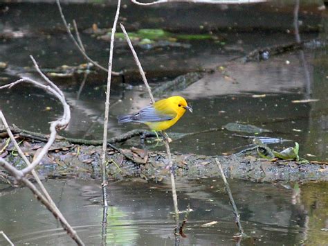 Spring Warblers Seasons Flow