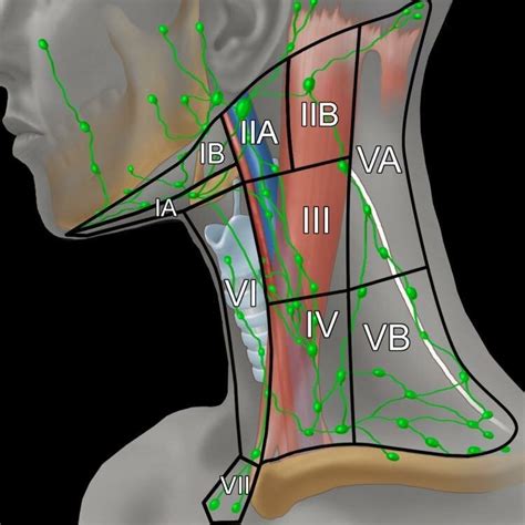 Cervical Lymph Nodes Zones