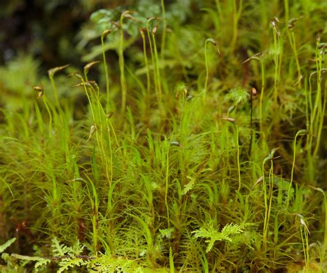 Types Of Moss 5 Versatile Evergreen Plants Homes And Gardens