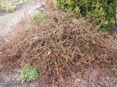 Cotoneaster Cotoneaster Apiculatus Care Guide