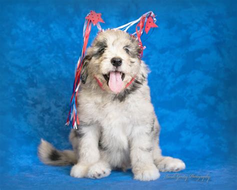 Doodle Pics Pick Of The Litter Doodles