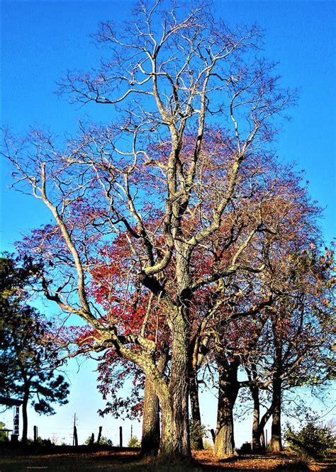 Brilliant Autumn Photograph By Erica Vanderpool Fine Art America