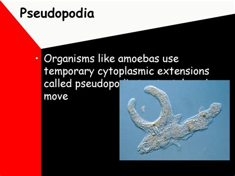Cell Structure And Function Ppt Download